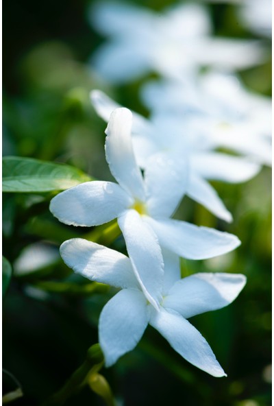 Çiçekflix Ful Yasemin Izmir Yasemini Kokulu 70 - 80CM Çiçekflix Ful Yasemin Izmir Yasemini Kokulu 70 - 80CM