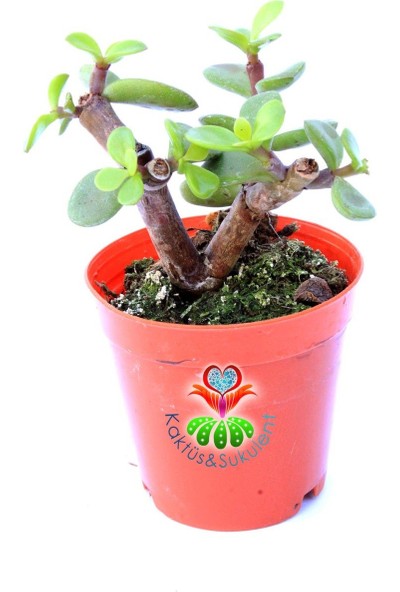 Kaktüs & Sukulent Carbon Temizleyici Bonsai, Portulacaria Afra- Minik Yeşil Yapraklı-Bonsai-Yeşim Ağacı-5,5 cm Saksı Kaktüs & Sukulent Carbon Temizleyici Bonsai, Portulacaria Afra- Minik Yeşil Yapraklı-Bonsai-Yeşim Ağacı-5,5 cm Saksı