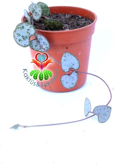 Kaktüs & Sukulent Kalp Kalbe Karşı Çiçeği ,ceropegia Woodii Sarkan Sukulent 5,5 cm Saksıda Kaktüs & Sukulent Kalp Kalbe Karşı Çiçeği ,ceropegia Woodii Sarkan Sukulent 5,5 cm Saksıda