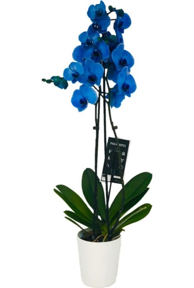 Iklim Flowers Çift Dal Mavi Orkide