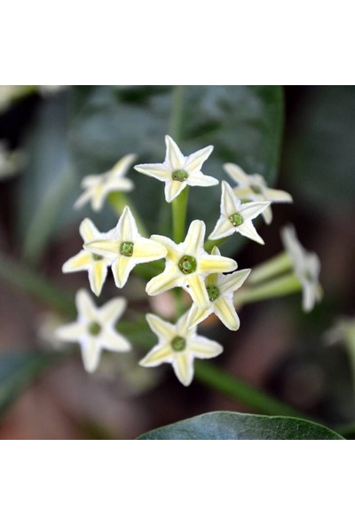 Melisa Parfüm Çiçeği ( Akşam Sefası) Fidanı