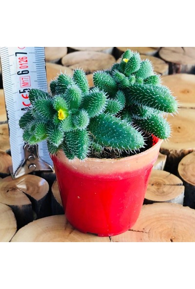 Egzotik Delosperma Echinatum Succulent Sarı Çiçek Açan Tüylü Egzotik Delosperma Echinatum Succulent Sarı Çiçek Açan Tüylü