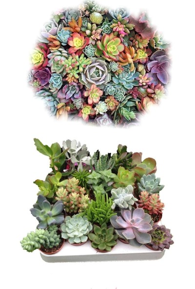 10 Adet Sukulent Karışık Biribirinden Farklı Set 10 Adet Sukulent Karışık Biribirinden Farklı Set