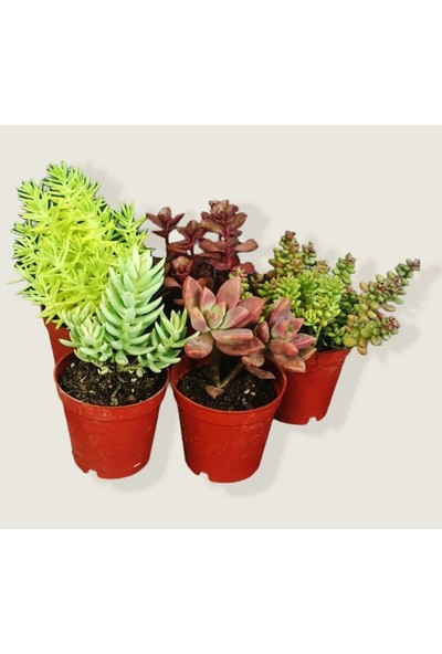 5'li Sukulent&sedum Mix Set/karışık Double Sukulent/hediyelik 5'li Sukulent&sedum Mix Set/karışık Double Sukulent/hediyelik
