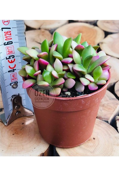 Anacampseros Telephiastrum Succulent Doğal Pembe Dolgun Sukulent Anacampseros Telephiastrum Succulent Doğal Pembe Dolgun Sukulent