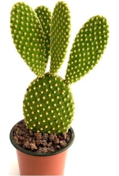 Bahçesi Tavşan Kaktüs Sarı Opuntia Bahçesi Tavşan Kaktüs Sarı Opuntia