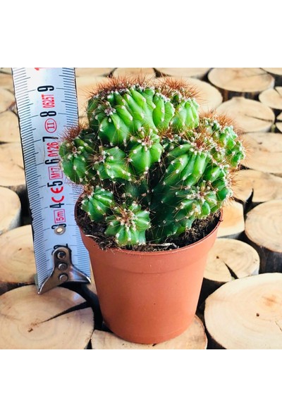 Egzotikbahçe Cereus Peruvianus Monstrosus Cactus Koleksiyonluk Formlu Kaktüs Egzotikbahçe Cereus Peruvianus Monstrosus Cactus Koleksiyonluk Formlu Kaktüs