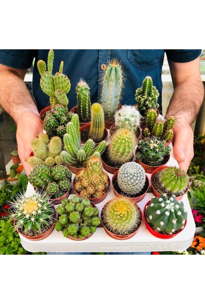 Egzotikbahçe Kaktüs Seti 10 Adet Farklı Cactus Mix Dolgun Formlu Çeşit