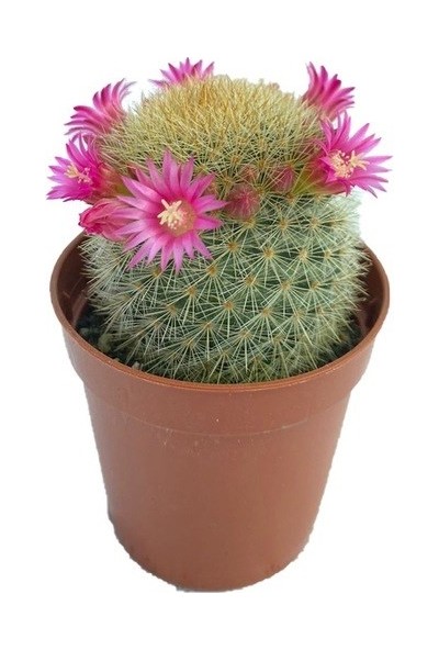 Egzotikbahçe Mammillaria Pilcayensis - Pembe Çiçek Açan Kaktüs Egzotikbahçe Mammillaria Pilcayensis - Pembe Çiçek Açan Kaktüs