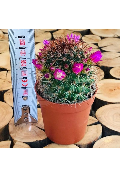 Egzotikbahçe Mammillaria Pilcayensis Cactus Bol Pembe Çiçek Açan Kaktüs Bitki