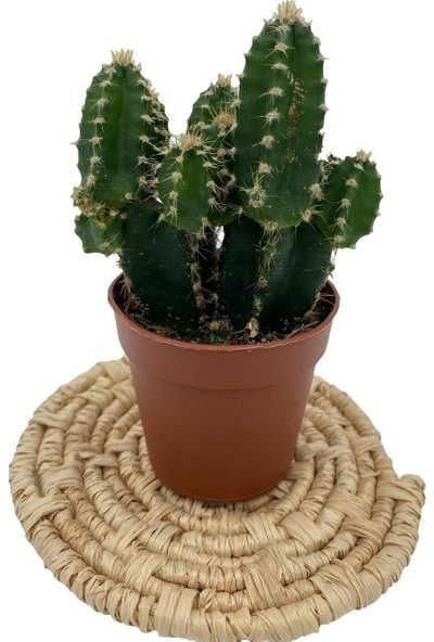 Egzotikbahçe Nadir Kaktüs Cereus Peruvianus Florida Kaktüs Egzotikbahçe Nadir Kaktüs Cereus Peruvianus Florida Kaktüs