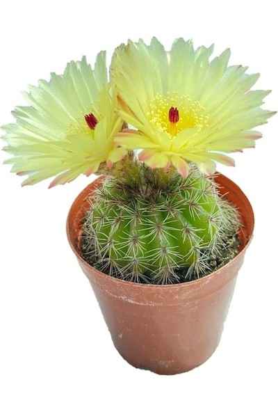 Egzotikbahçe Notocactus Buiningii – 5,5 cm Saksıda Sarı Çiçek Açan Kaktüs Egzotikbahçe Notocactus Buiningii – 5,5 cm Saksıda Sarı Çiçek Açan Kaktüs