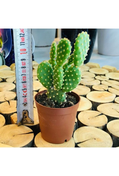 Egzotikbahçe Opuntia Microdasys Rufida Cactus Bol Yavru Tavşan Kulağı Kaktüs Egzotikbahçe Opuntia Microdasys Rufida Cactus Bol Yavru Tavşan Kulağı Kaktüs