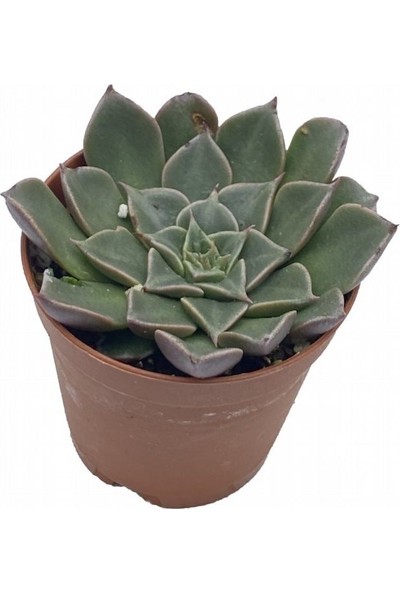 Egzotikbahçe Sukulent Bahçem Graptopetalum Bellum (Tacitus Bellus ) 5,5cm