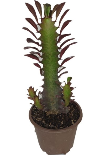 Euphorbia Trigona Rubra Kaktüs Kırmızı Süt Ağacı 20/30 cm Arası Euphorbia Trigona Rubra Kaktüs Kırmızı Süt Ağacı 20/30 cm Arası