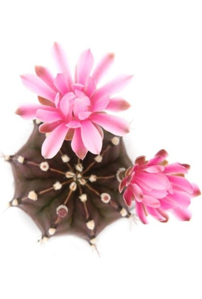 Gymnocalycıum Purple Moon Kaktüs Nadir Tür