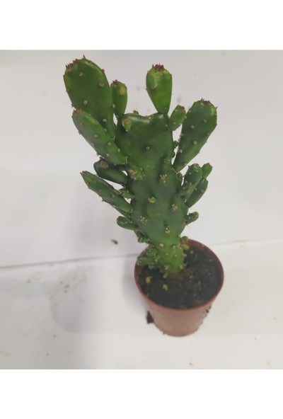 Kaktüs Radyasyon Emici Bitki Kaktüs Radyasyon Emici Bitki