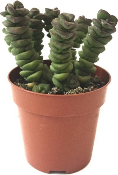 Kaktüs Sukulent Crassula Marnieriana