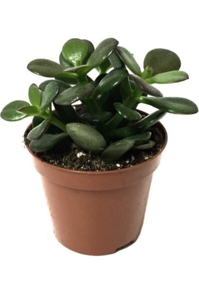 Kaktüs Sukulent Para Ağacı Şans Ağacı Crassula Ovata