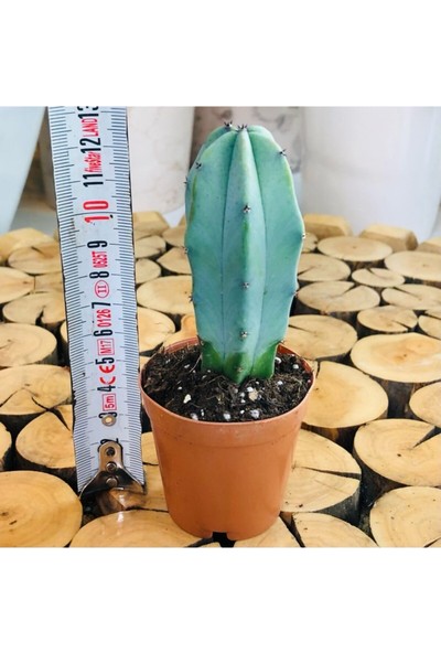 Myrtillocactus Geometrizans Mavi Gövde Kenar Diken Kaktüs