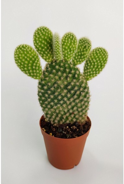 Opuntia Microdasys Albata Tavşan Kulağı Kaktüs Tekli Kaktüs 5.5 cm Saksıda Opuntia Microdasys Albata Tavşan Kulağı Kaktüs Tekli Kaktüs 5.5 cm Saksıda
