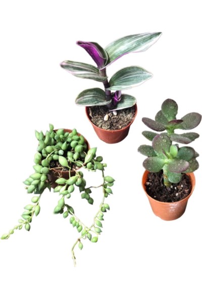 Para Ağacı Çiçeği - Tespih Çiçeği - Tradescantia Zebrina Kaktüs Sukulent