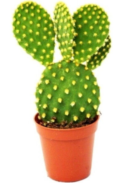 Tavşan Kulağu Kaktüs Altın Renk - Opuntia Microdasys Albata Kaktüs Sukulenet Tavşan Kulağu Kaktüs Altın Renk - Opuntia Microdasys Albata Kaktüs Sukulenet