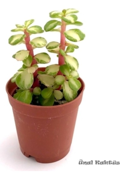 Yeşil Ithal Sukulent - Portulacaria Afra 5,5cm Ø Yeşil Ithal Sukulent - Portulacaria Afra 5,5cm Ø