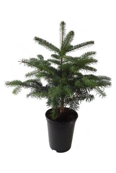 Mimoza Toros Göknar Köknar Çam Fidanı 5 Yaş 50-80 cm Abies Cilicica