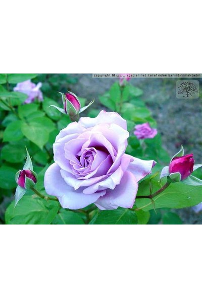 Çilek Diyarı Gül ( Lila ) Fidanı Güzel Görünümlü Kokulu Açık Köktür