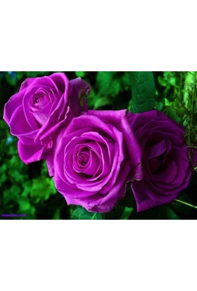 Çilek Diyarı Gül ( Mor ) Fidanı Güzel Görünümlü Kokulu Açık Köktür