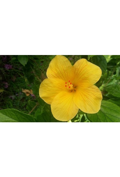 Çilek Diyarı Sarı Renk Japon Gülü Fidanı 30 40 cm Boy Saksılıdır