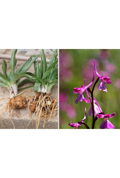 Rüzgar Botanik 15 Adet Salep Fidesi Fidanı