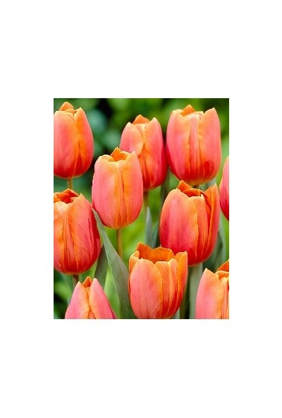 Lale Soğanı Jimmy 5 Adet