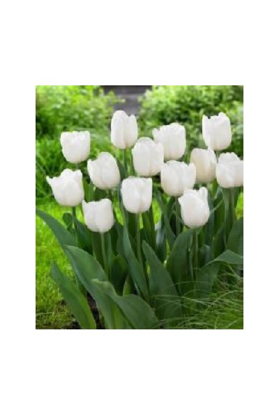 Lale Soğanı Pim Fortuyn 10 Adet