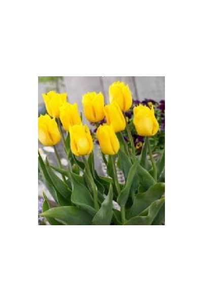 Lale Soğanı Yokohama 5 Ade