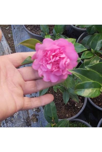 İncim Çiçekçilik ve Fidancılık Kamelya Çiçeği Pembe Renk