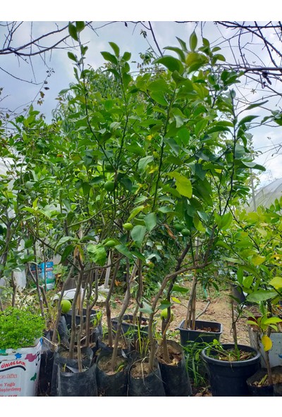 İncim Çiçekçilik ve Fidancılık Yediveren Limon Fidanı 6 yaş İncim Çiçekçilik ve Fidancılık Yediveren Limon Fidanı 6 yaş