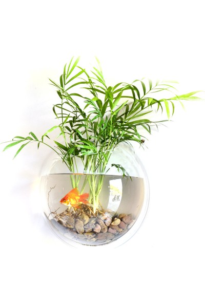 Shopfocus Duvara Montaj Akvaryum (Yurt Dışından)