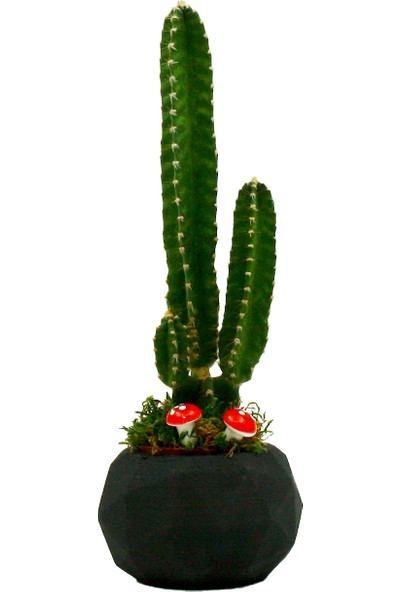 Mossico Design Geometrik Serisi Siyah Saksıda Cereus Florida Kaktüs Tasarımı