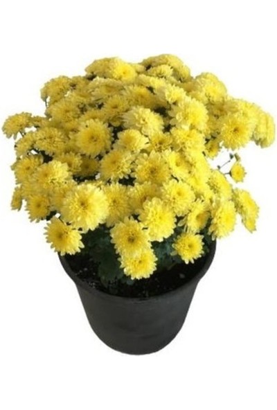 Mimoza Sarı Kasımpatı Krizantem Hüzün Çiçeği 5-10 cm Chrysanthemum