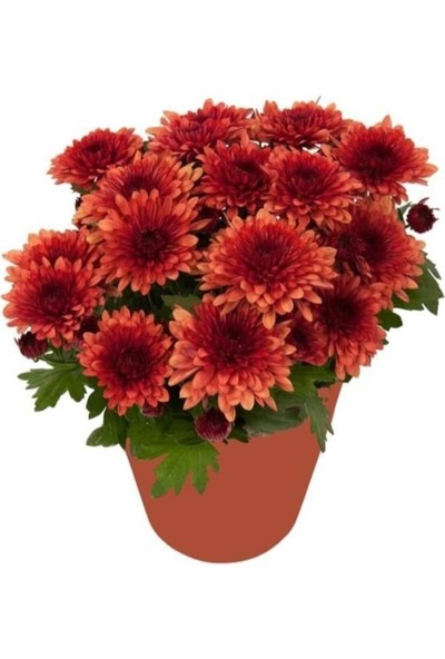 Mimoza Kırmızı Kasımpatı Krizantem Hüzün Çiçeği 5-10 cm Chrysanthemum