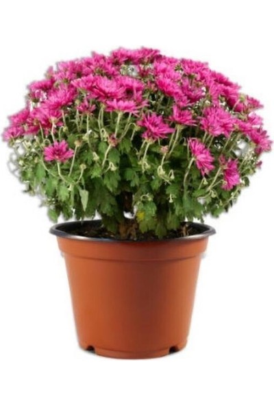 Mimoza Pembe Kasımpatı Krizantem Hüzün Çiçeği 5-10 cm Chrysanthemum