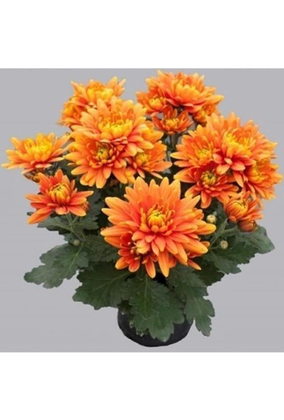 Mimoza Turuncu Kasımpatı Krizantem Hüzün Çiçeği 5-10 cm Chrysanthemum