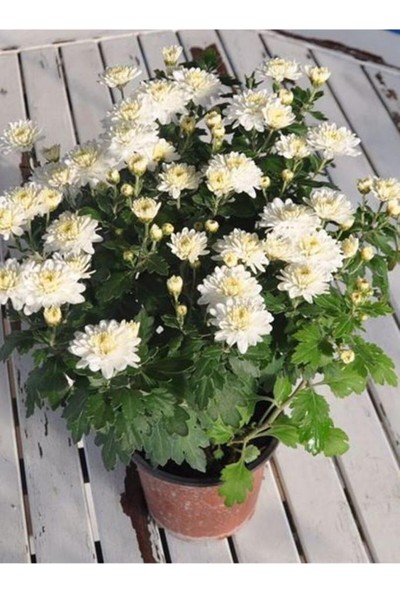 Mimoza Beyaz Kasımpatı Krizantem Hüzün Çiçeği 5-10 cm Chrysanthemum