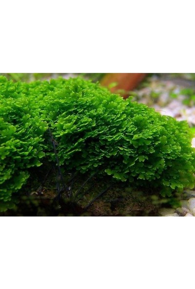 Pellia Moss Yeni Sarım Canlı Bitki 5x5 cm Pellia Moss Yeni Sarım Canlı Bitki 5x5 cm