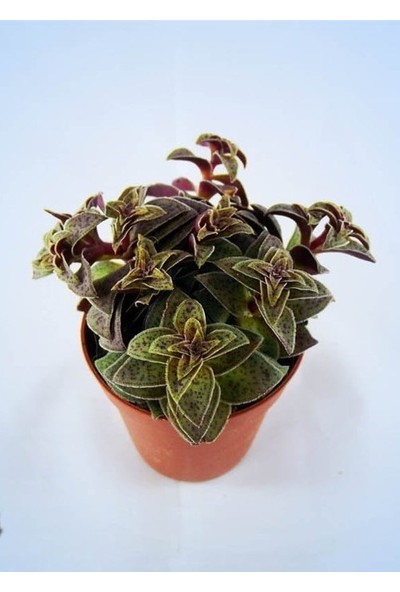 Egzotik Bahçe Crassula Exilis 5,5cm Özel Sukulent