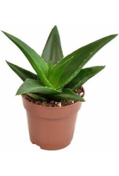 Egzotik Bahçe Büyük Boy Aloe Black Gem 8,5 cm
