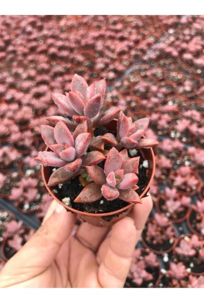 Egzotik Bahçe Graptosedum Browni Pink 5,5cm Özel Sukulent