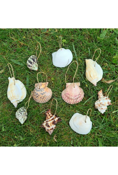 Yılbaşı Ağacı Süsü Gerçek Deniz Kabuğu Set 10 Adet